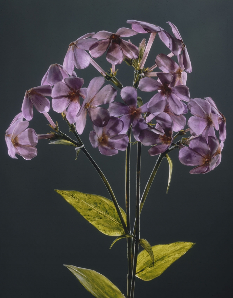 Les fleurs en verre des Blaschka – Modèles-didactiques